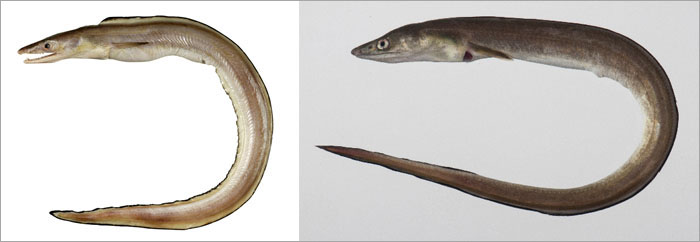 갯장어(Daggertooth pike conger). Muraenesox cinereus