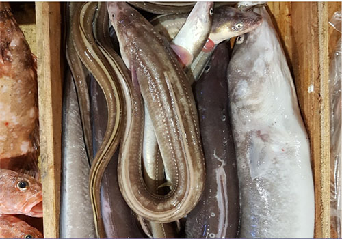 검붕장어(Beach conger). Conger japonius