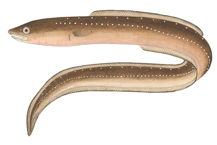 붕장어(Whitespotted conger). Conger myriaster