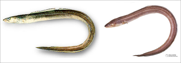 붕장어(Whitespotted conger). Conger myriaster