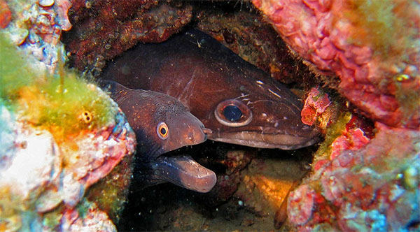 유럽붕장어(European conger). Conger conger