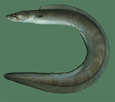 롱핀아프리카붕장어(Longfin African conger). Conger cinereus