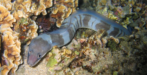 롱핀아프리카붕장어(Longfin African conger). Conger cinereus