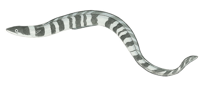 롱핀아프리카붕장어(Longfin African conger). Conger cinereus