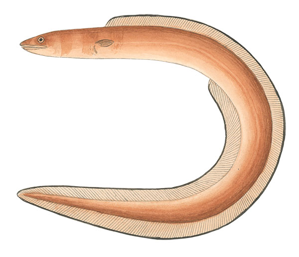 롱핀아프리카붕장어(Longfin African conger). Conger cinereus