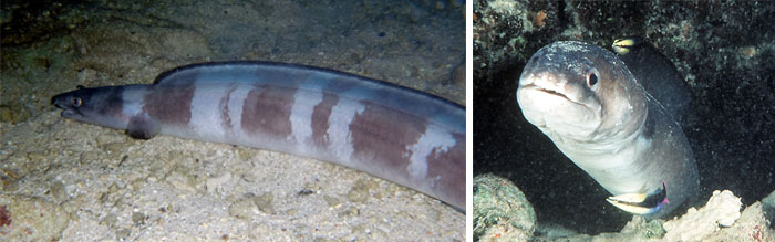 롱핀아프리카붕장어(Longfin African conger). Conger cinereus