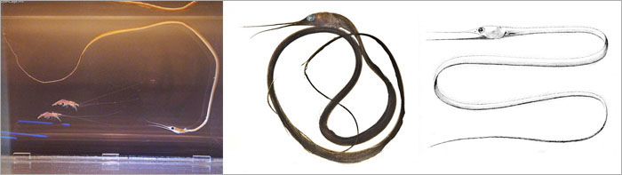 도요새장어과. Family Nemichthyidae(Snipe eels).