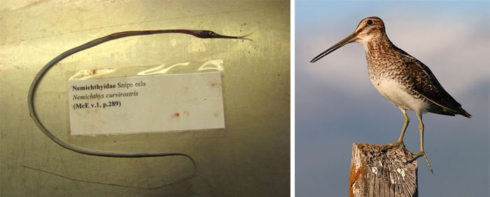 도요새장어과. Family Nemichthyidae(Snipe eels).
