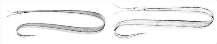 도요새장어과. Family Nemichthyidae(Snipe eels).