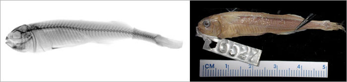색줄멸목 Order Atheriniformes(silversides).
