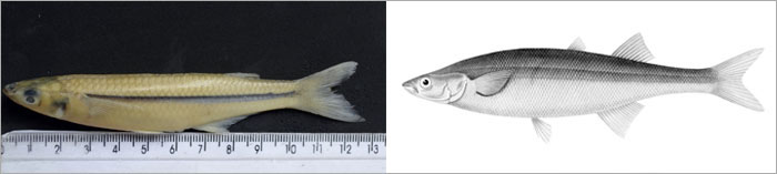 색줄멸목 Order Atheriniformes(silversides).