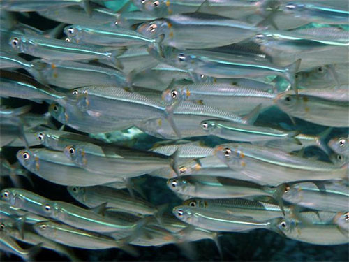 색줄멸목 Order Atheriniformes(silversides).
