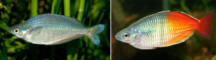 색줄멸목 Order Atheriniformes(silversides).