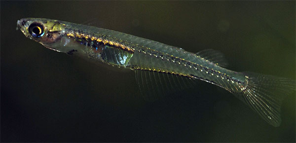 색줄멸목 Order Atheriniformes(silversides).