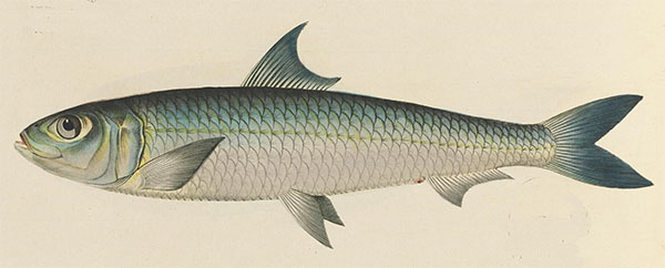 유럽정어리(European pilchard). Sardina pilchardus