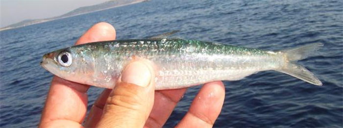 유럽정어리(European pilchard). Sardina pilchardus