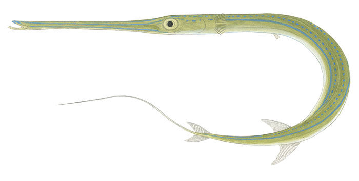 청대치(Bluespotted cornetfish). Fistularia commersonii