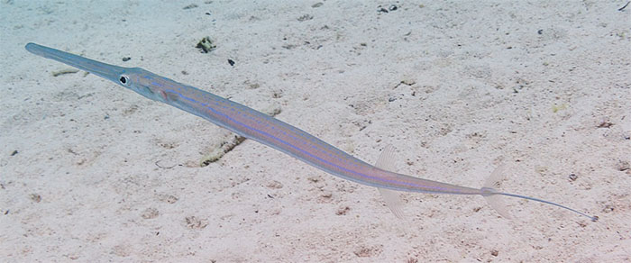 청대치(Bluespotted cornetfish). Fistularia commersonii