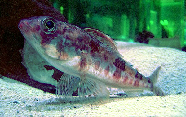 홍메치과 Family Aulopidae(Aulopus)