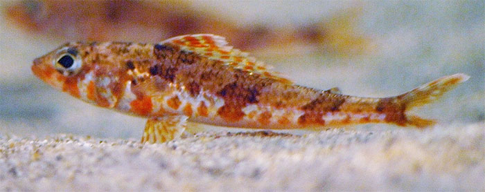 홍메치과 Family Aulopidae(Aulopus)