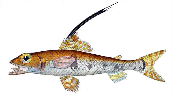 홍메치과 Family Aulopidae(Aulopus)