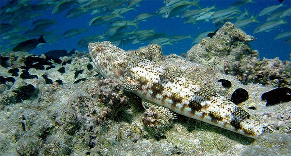 매퉁이과 Family Synodontidae