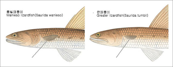 툼빌매퉁이(Wanieso lizardfish). Saurida wanieso