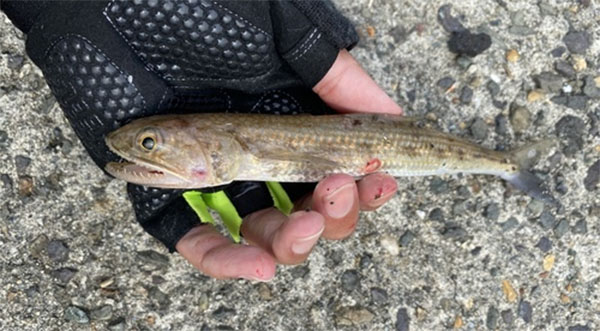 툼빌매퉁이(Wanieso lizardfish). Saurida wanieso