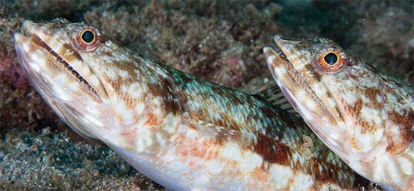 주홍꽃동멸(Black-ear lizardfish). Synodus hoshinonis