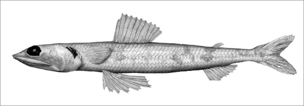주홍꽃동멸(Black-ear lizardfish). Synodus hoshinonis