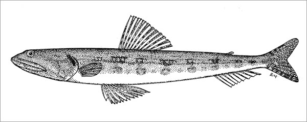 주홍꽃동멸(Black-ear lizardfish). Synodus hoshinonis