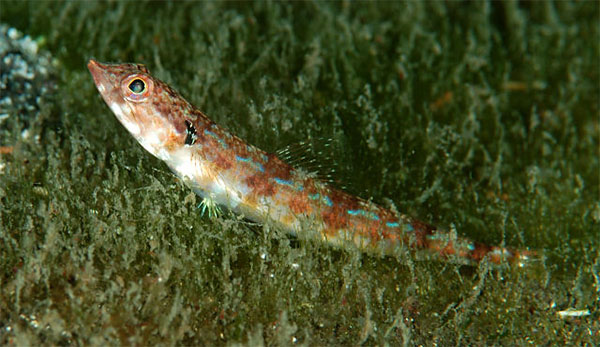 주홍꽃동멸(Black-ear lizardfish). Synodus hoshinonis