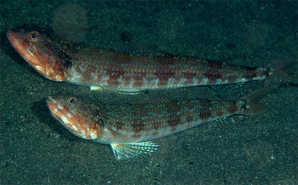 주홍꽃동멸(Black-ear lizardfish). Synodus hoshinonis
