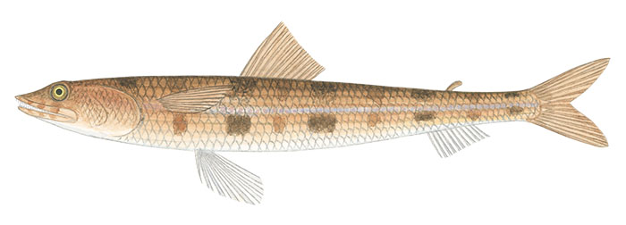 카이야꽃동멸(Gunther's lizardfish). Synodus kaianus