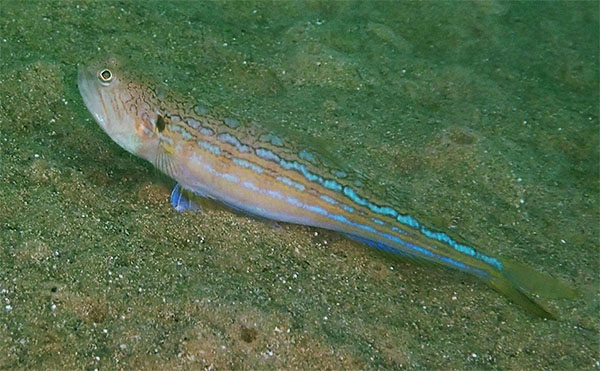 황매퉁이(Indo-Pacific Blunt-nose lizardfish). Trachinocephalus trachinus