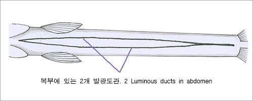 남방점화살치(Brilliant-bellied barracudina) Lestrolepis intermedia