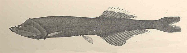 솔니앨퉁이과 Family Gonostomatidae(Bristlemouths)