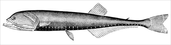 솔니앨퉁이과 Family Gonostomatidae(Bristlemouths)
