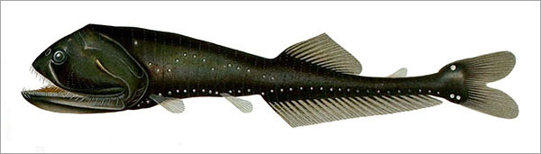 솔니앨퉁이과 Family Gonostomatidae(Bristlemouths)