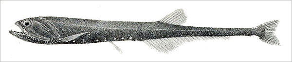 솔니앨퉁이과 Family Gonostomatidae(Bristlemouths)