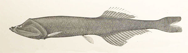 딮워터 브리슬마우스(Deep-water bristlemouth). Cyclothone atraria