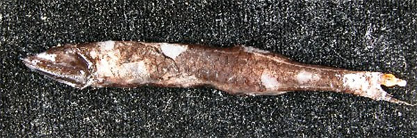 딮워터 브리슬마우스(Deep-water bristlemouth). Cyclothone atraria