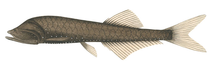 딮워터 브리슬마우스(Deep-water bristlemouth). Cyclothone atraria