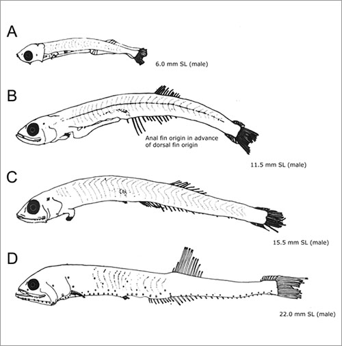 솔니앨퉁이(Slender fangjaw). Sigmops gracilis