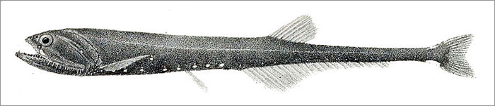 솔니앨퉁이(Slender fangjaw). Sigmops gracilis