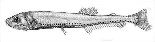 라이트피시과 Family Phosichthyidae(Lightfishes).