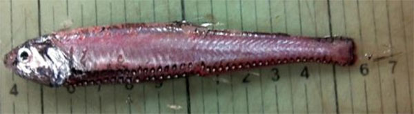 라이트피시과 Family Phosichthyidae(Lightfishes).