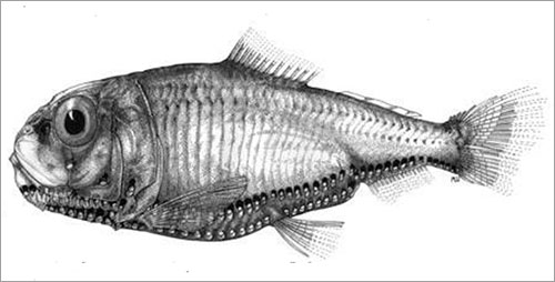 라이트피시과 Family Phosichthyidae(Lightfishes).