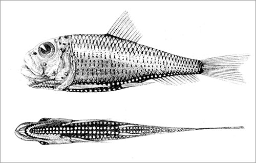 라이트피시과 Family Phosichthyidae(Lightfishes).