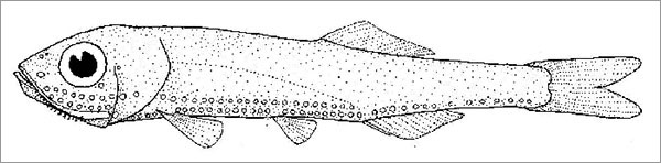 라이트피시과 Family Phosichthyidae(Lightfishes).
